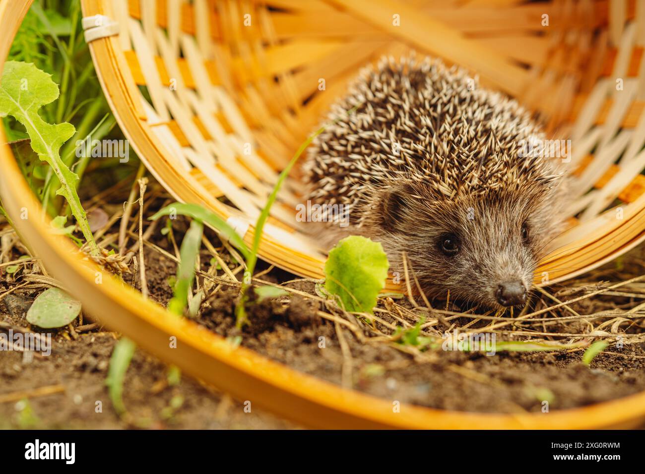 A Curious Hedgehog Peeking Out From Its Wicker Basket Home in the ...