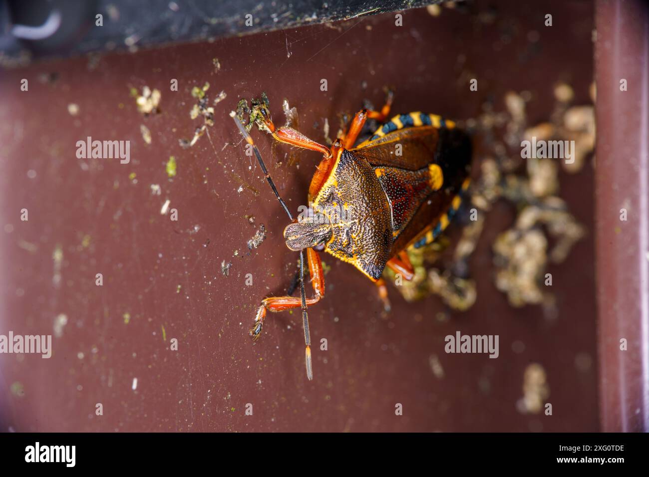 Pinthaeus sanguinipes Family Pentatomidae Genus Pinthaeus Stink bug ...