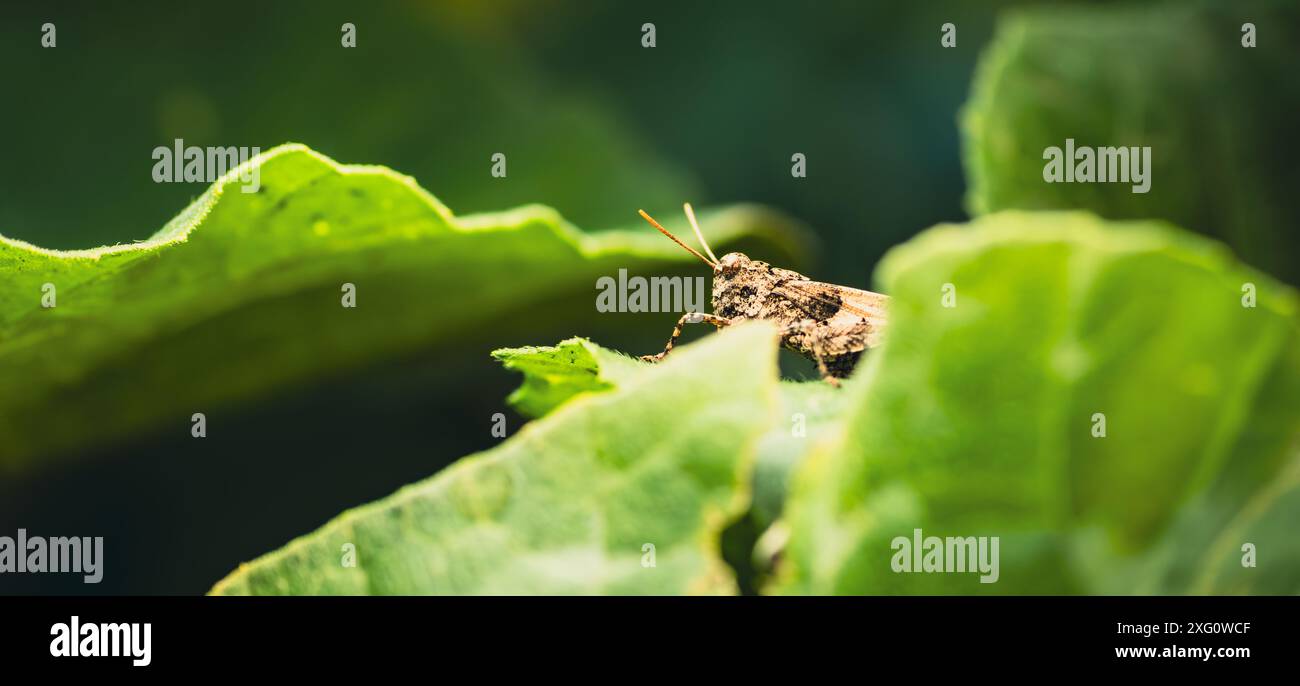 Grasshopper leaf pattern hi-res stock photography and images - Alamy