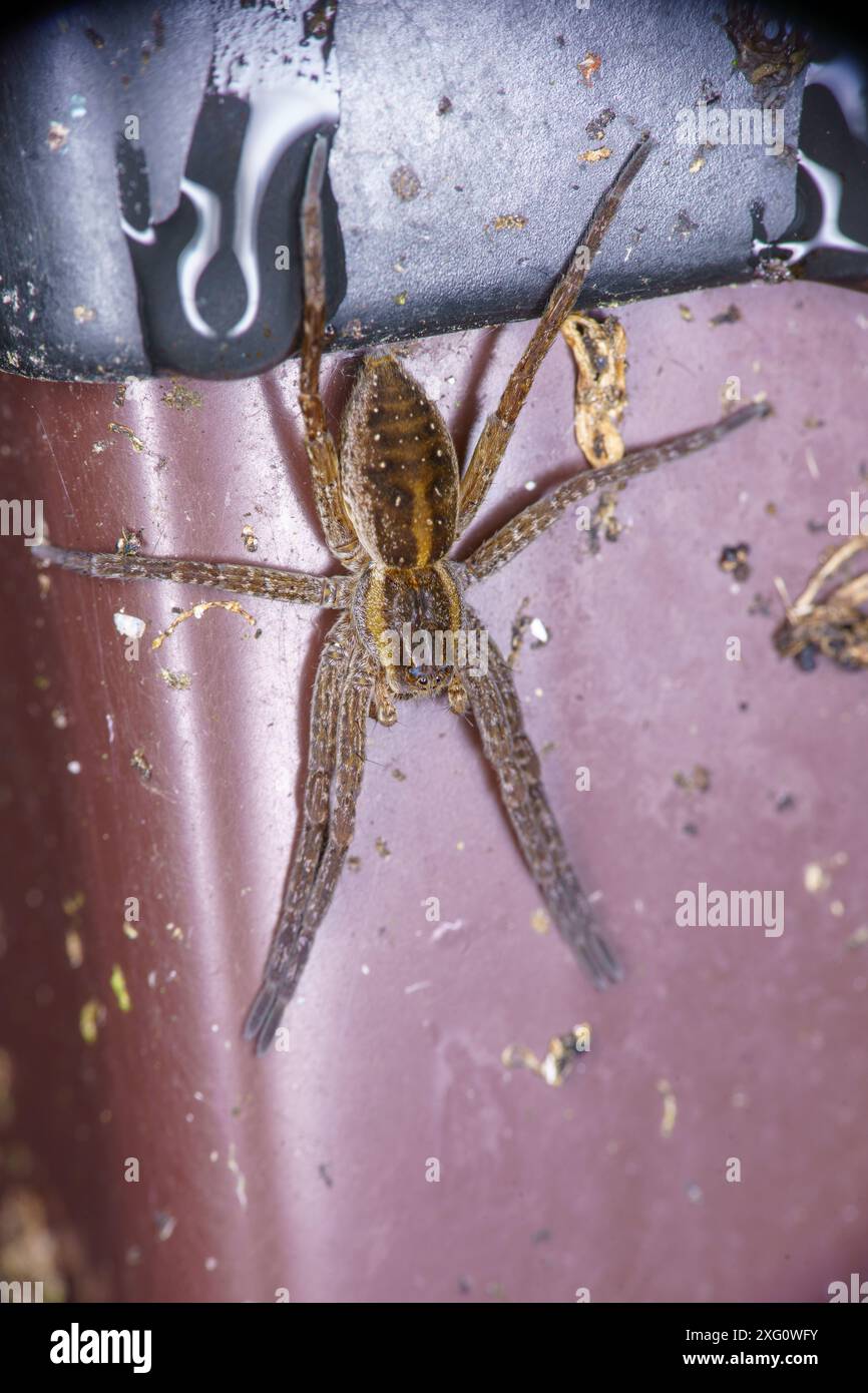 Dolomedes fimbriatus Family Pisauridae Genus Dolomedes Raft spider wild ...