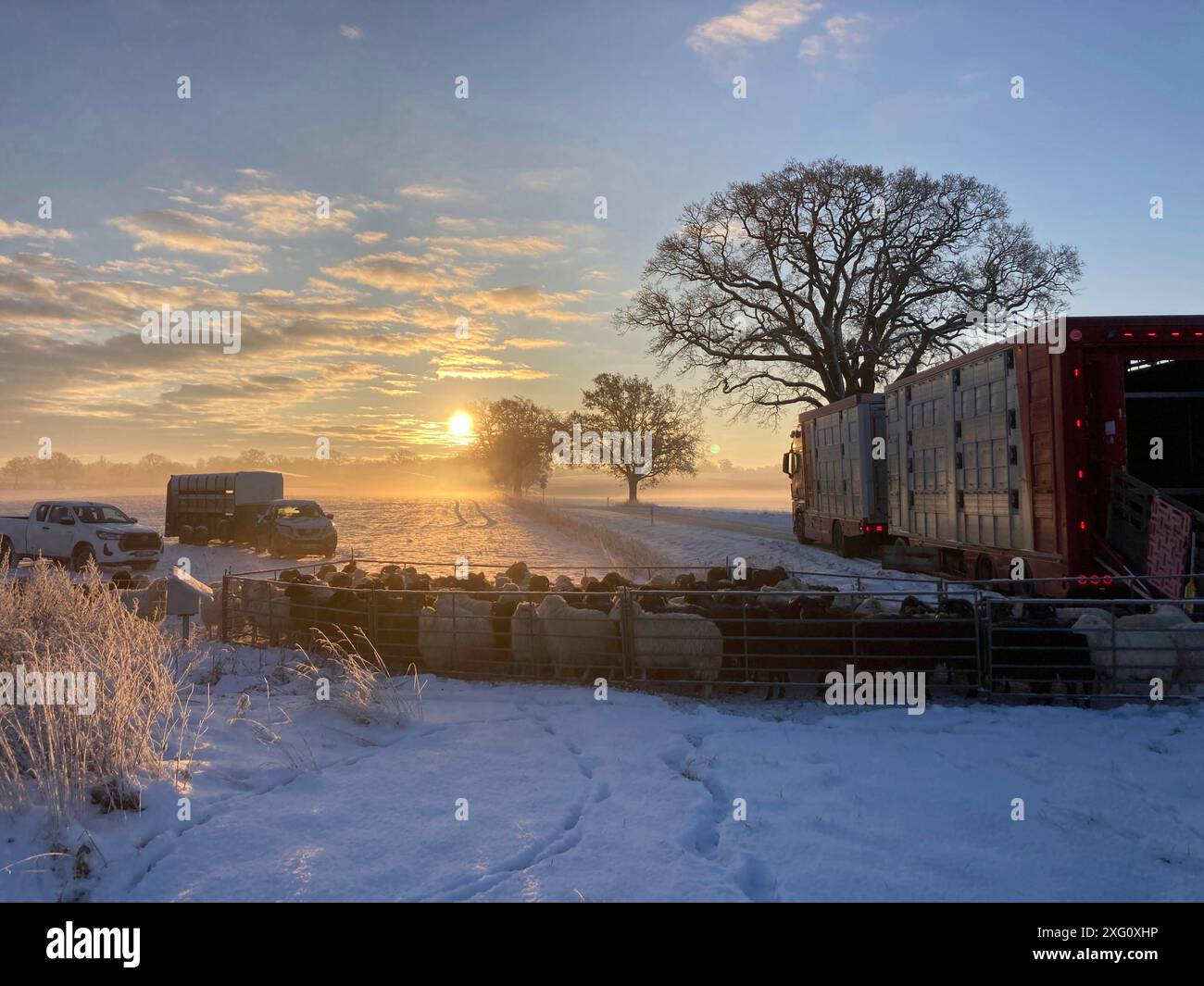 Winter morning sun while loading sheep into a cattle truck, Mecklenburg ...