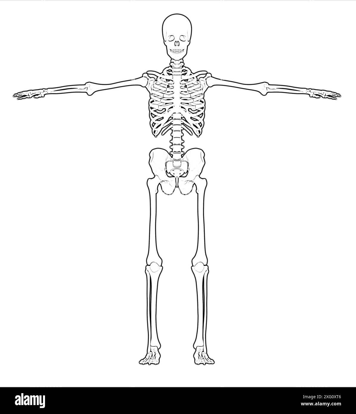 Human Body Systems Clipart Black And White