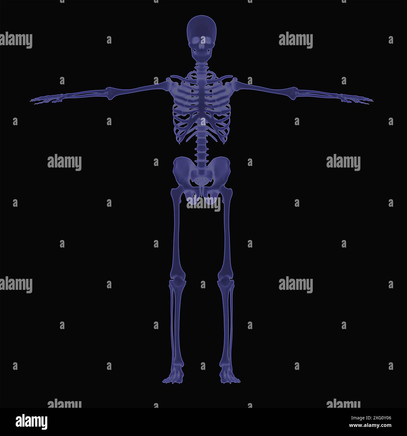 A human skeleton with arms outstretched against a dark background ...