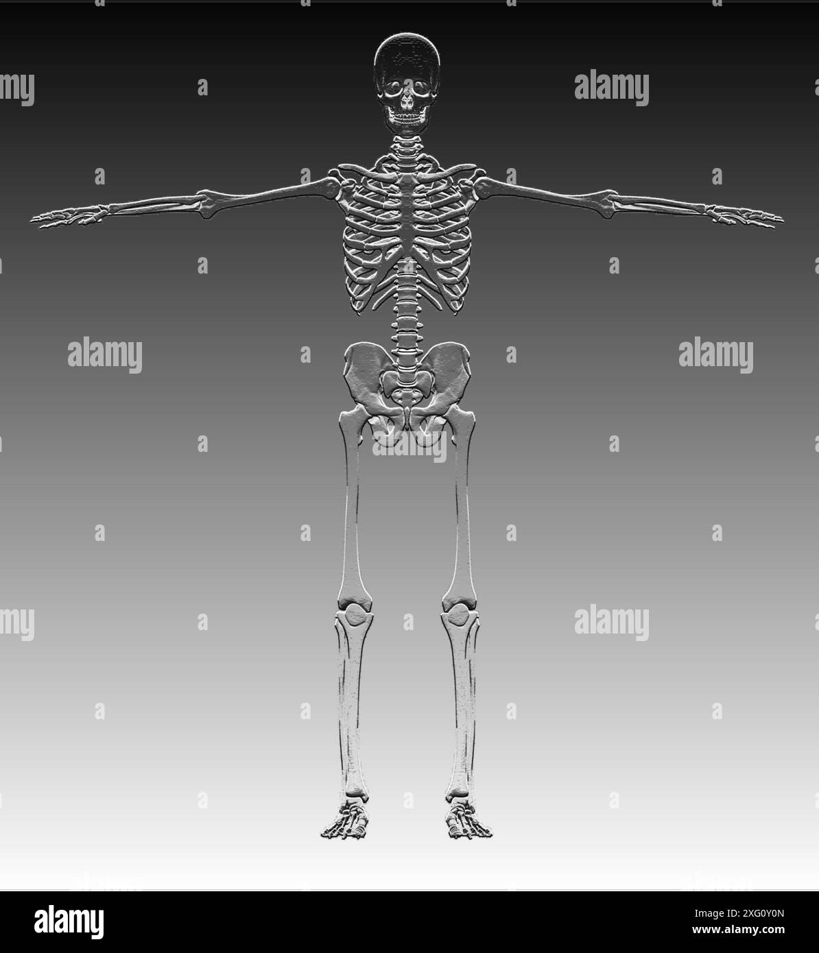 Human skeleton with arms outstretched against a grayscale background ...