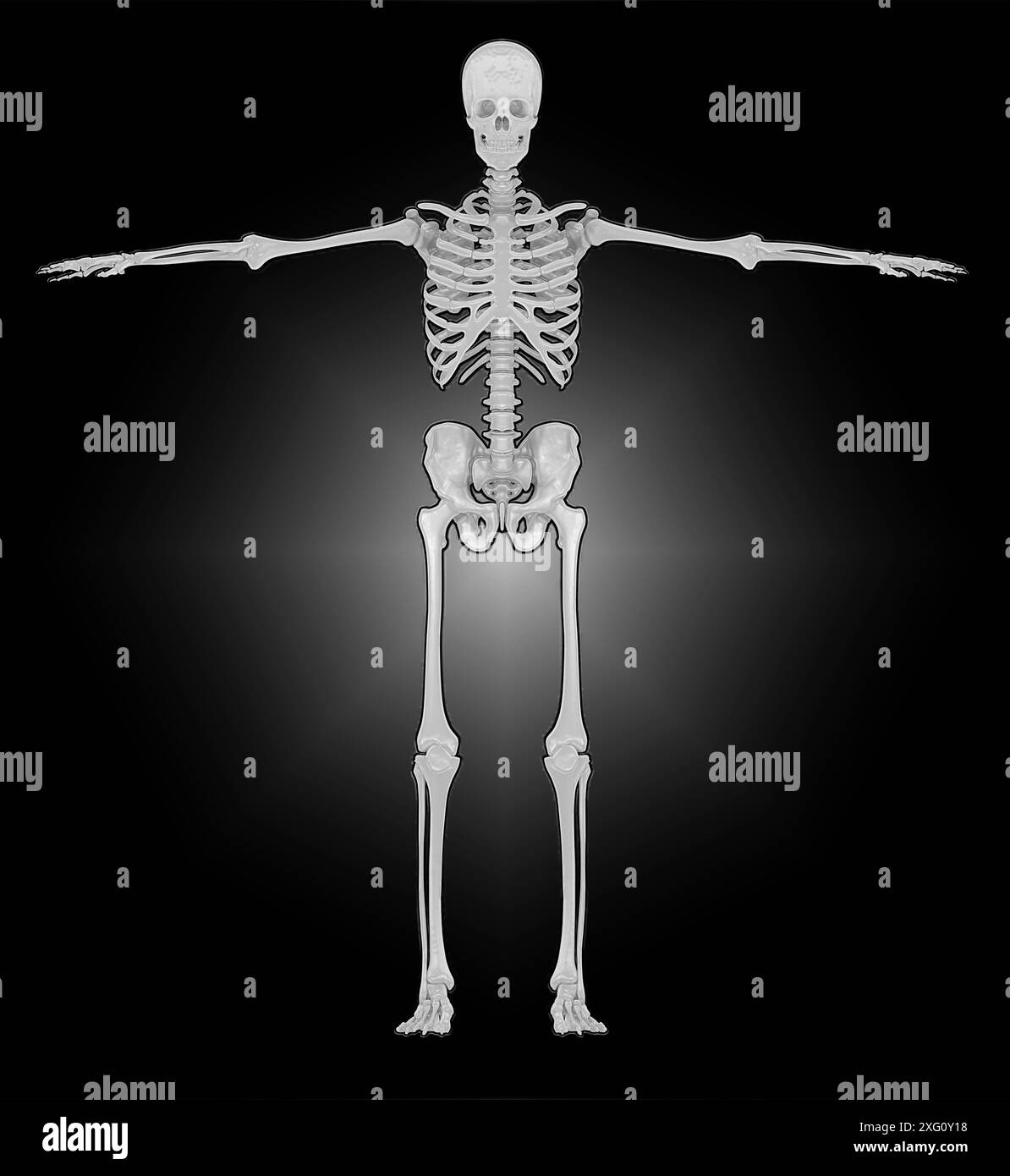 Front view of a full human skeleton on a black background, displaying ...