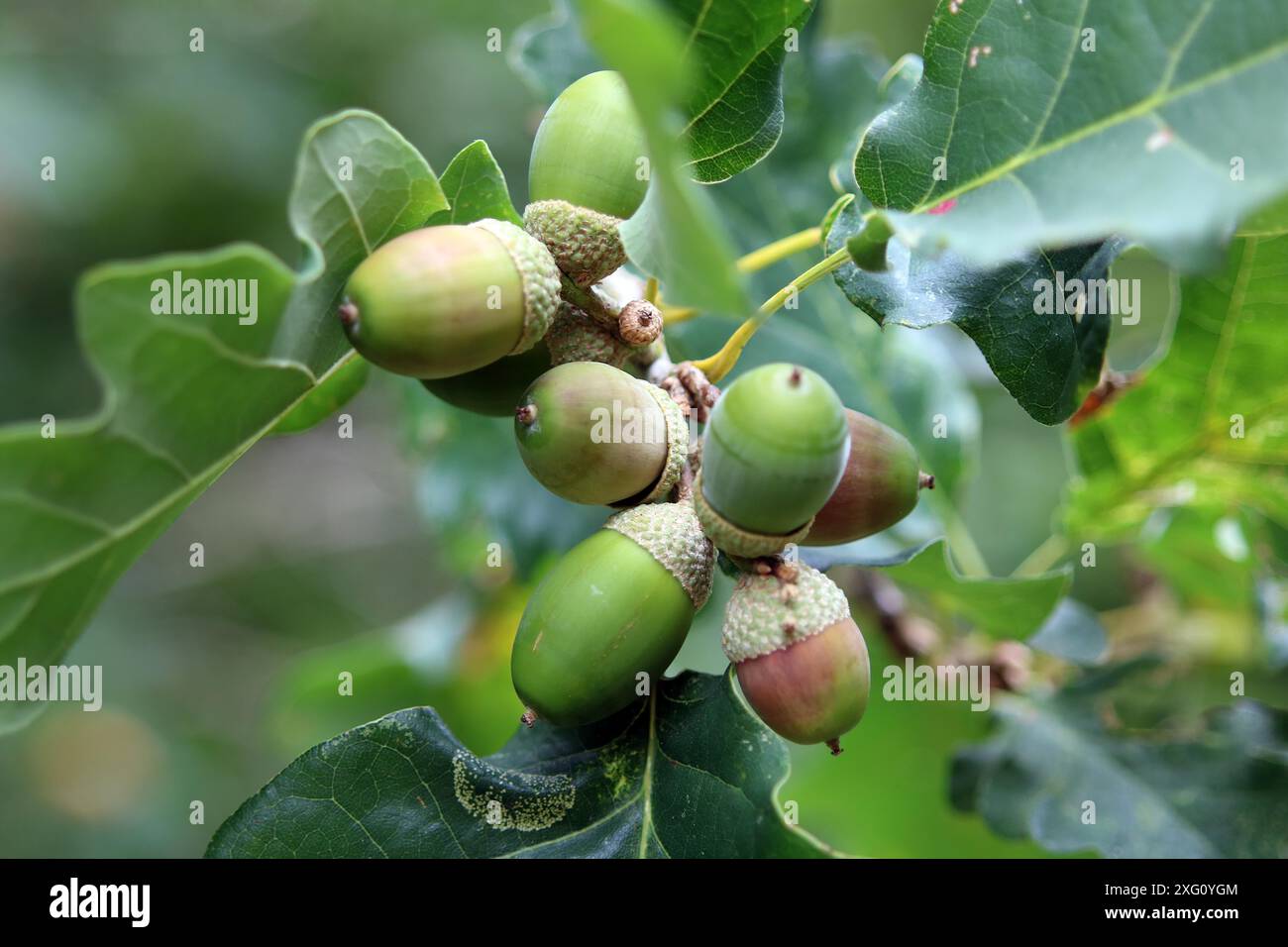 The fruits of the oak Stock Photo - Alamy