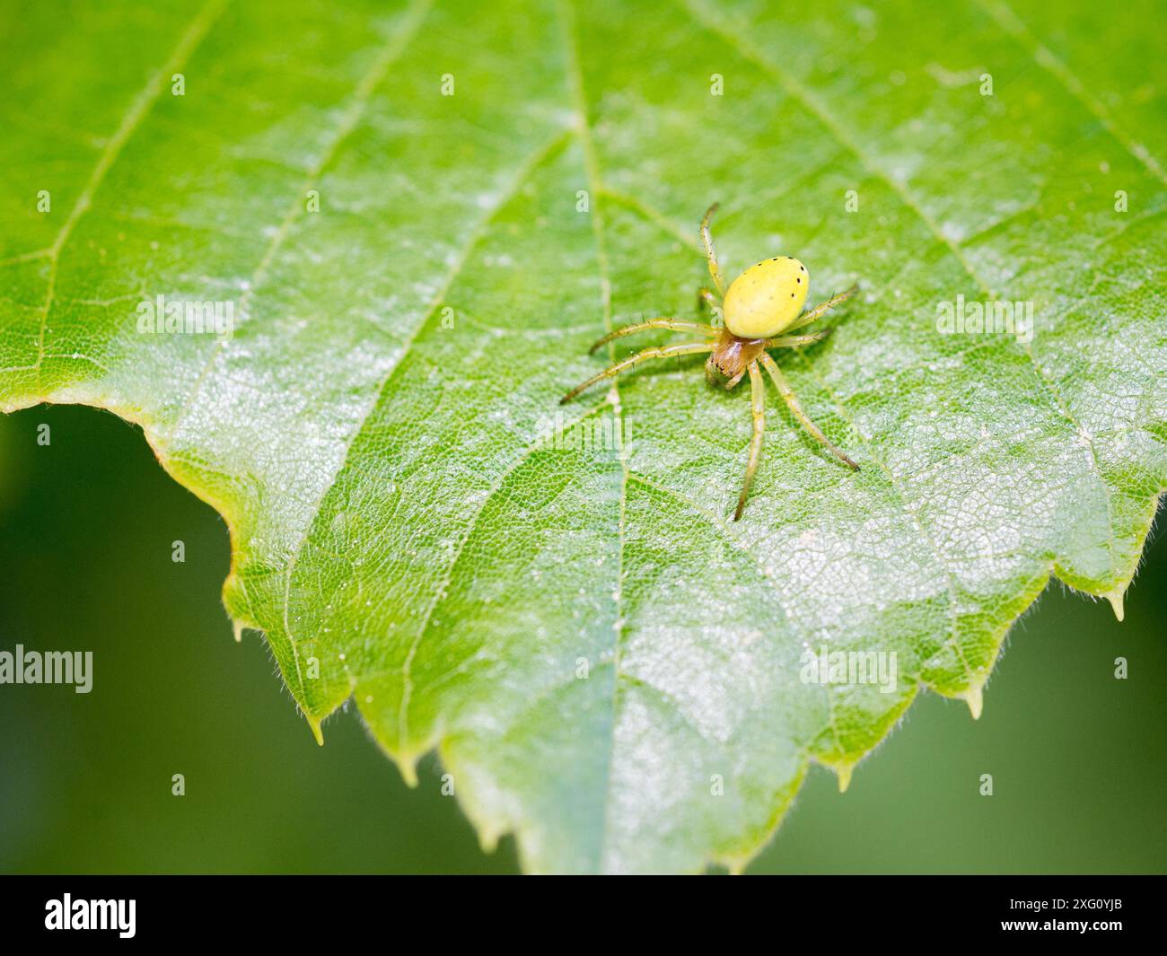Little yellow spider hi-res stock photography and images - Alamy
