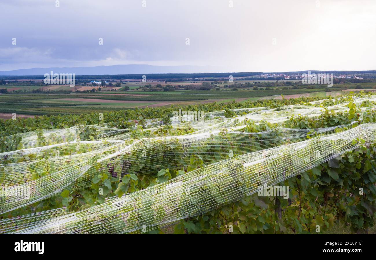 Vine netting hi-res stock photography and images - Alamy