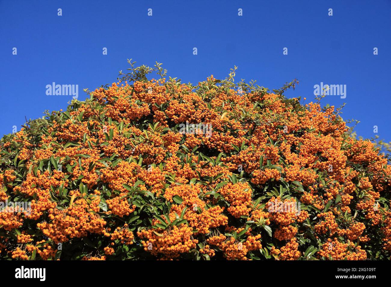 Sea buckthorn bush, detail, background blue sky Stock Photo - Alamy