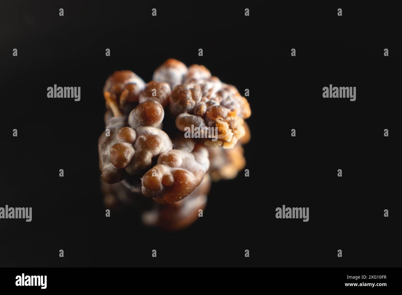 Kidney stone, intact, formed in an alkaline environment in the kidneys ...