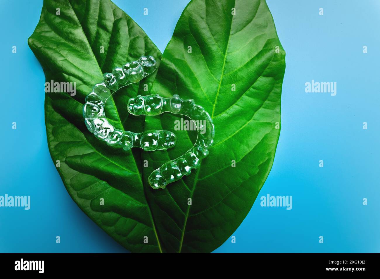 Invisible plastic braces three pieces lie on a green succulent leaf ...