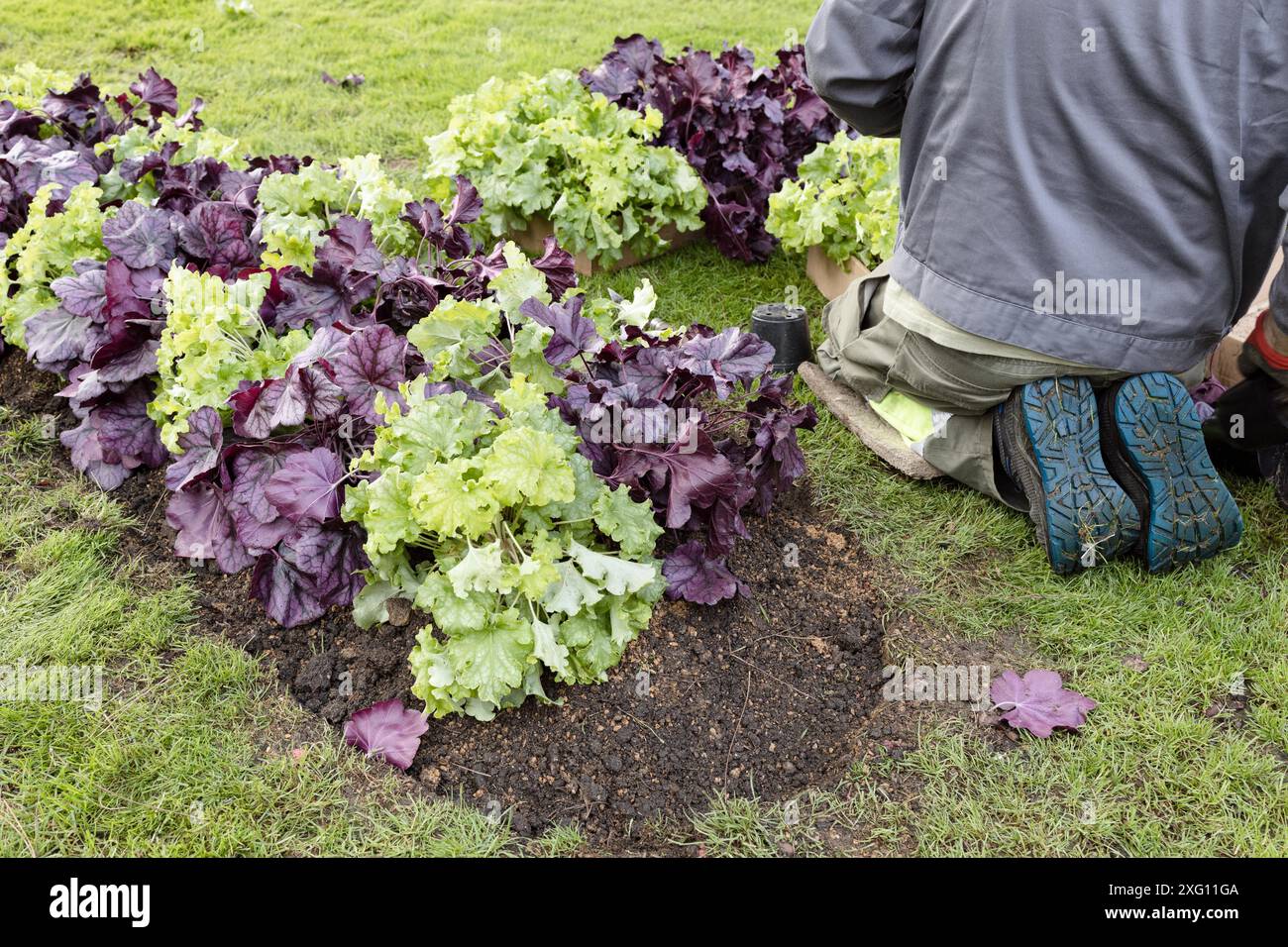 Gardener planting green and purple plants called (heuchera) in the ...
