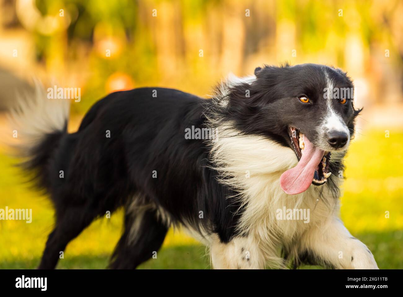 Sheepdog running tongue hi-res stock photography and images - Alamy
