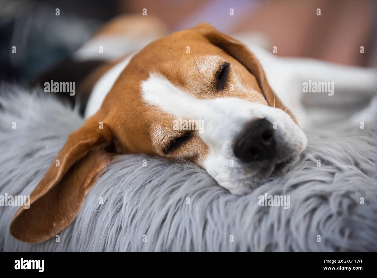 Portrait of Adult male beagle dog sleeping outdoors. Dog background ...