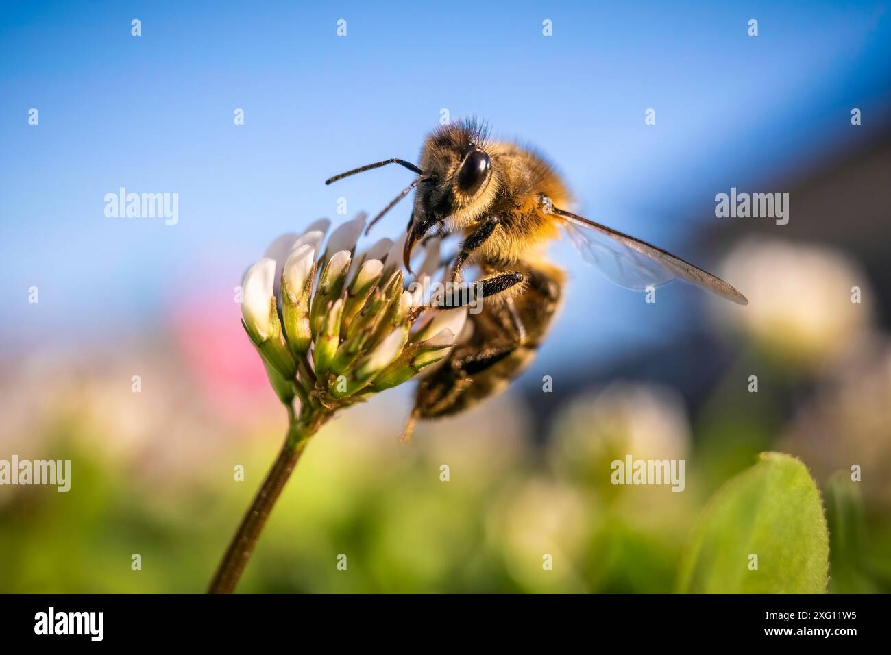 Closeup of honey bee at work on white clover flower collecting pollen, Bee background Stock ...