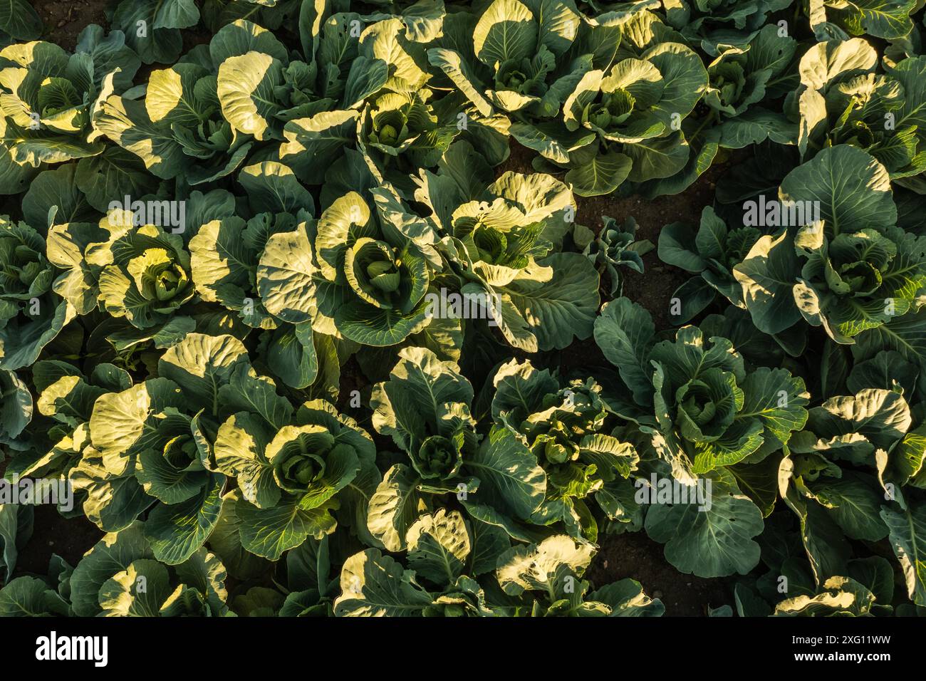 Rows of cabbage onfarm field. Aerial view of green cabbages plants ...