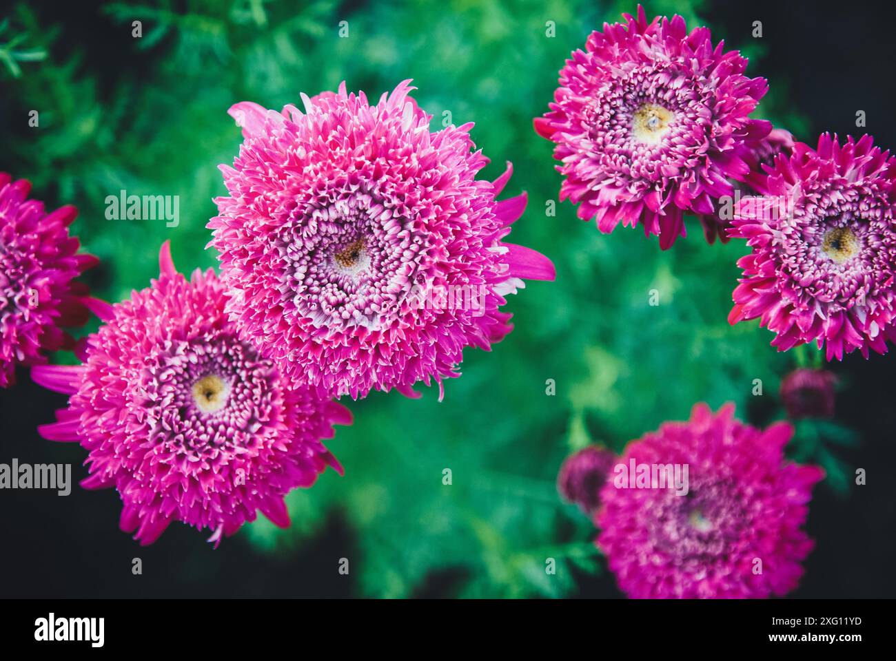Overhead shot pink flowers hi-res stock photography and images - Alamy
