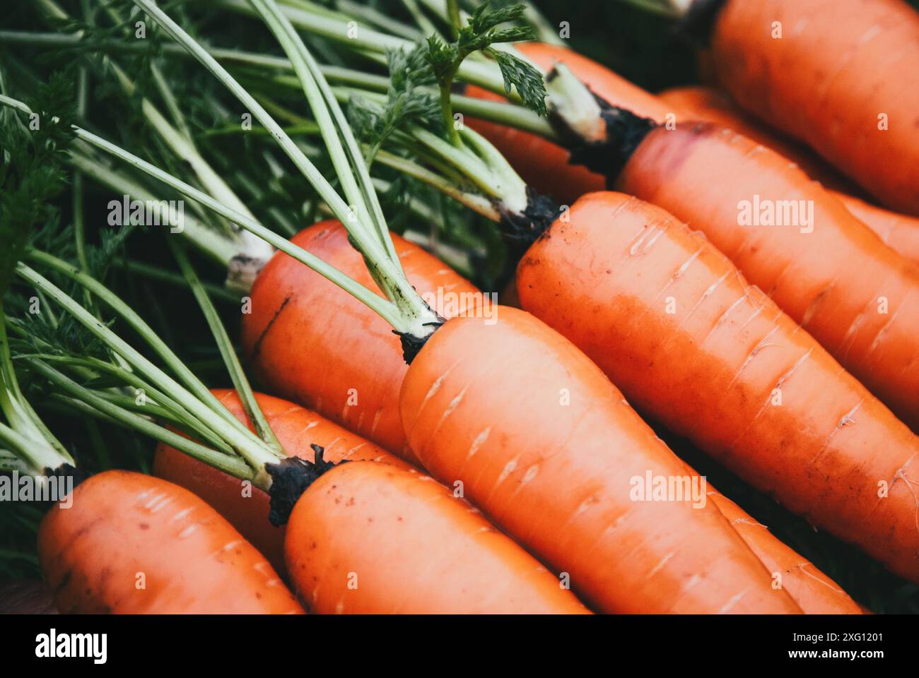 Fresh carrots background, washed homegrown carrot closeup Stock Photo ...