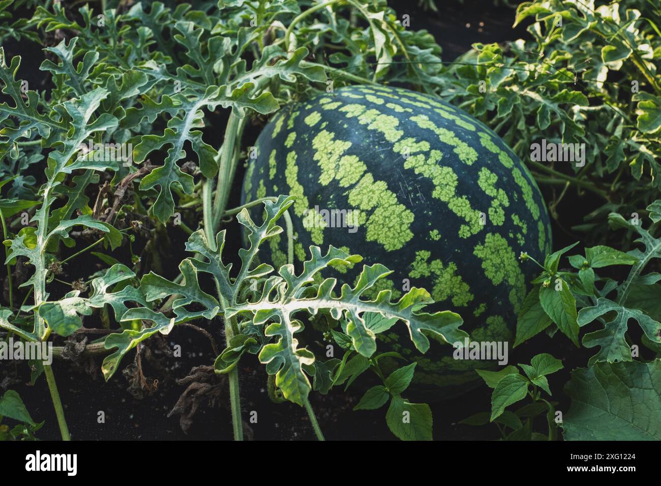 Watermelon on vine, watermelon growing in the garden closeup Stock ...