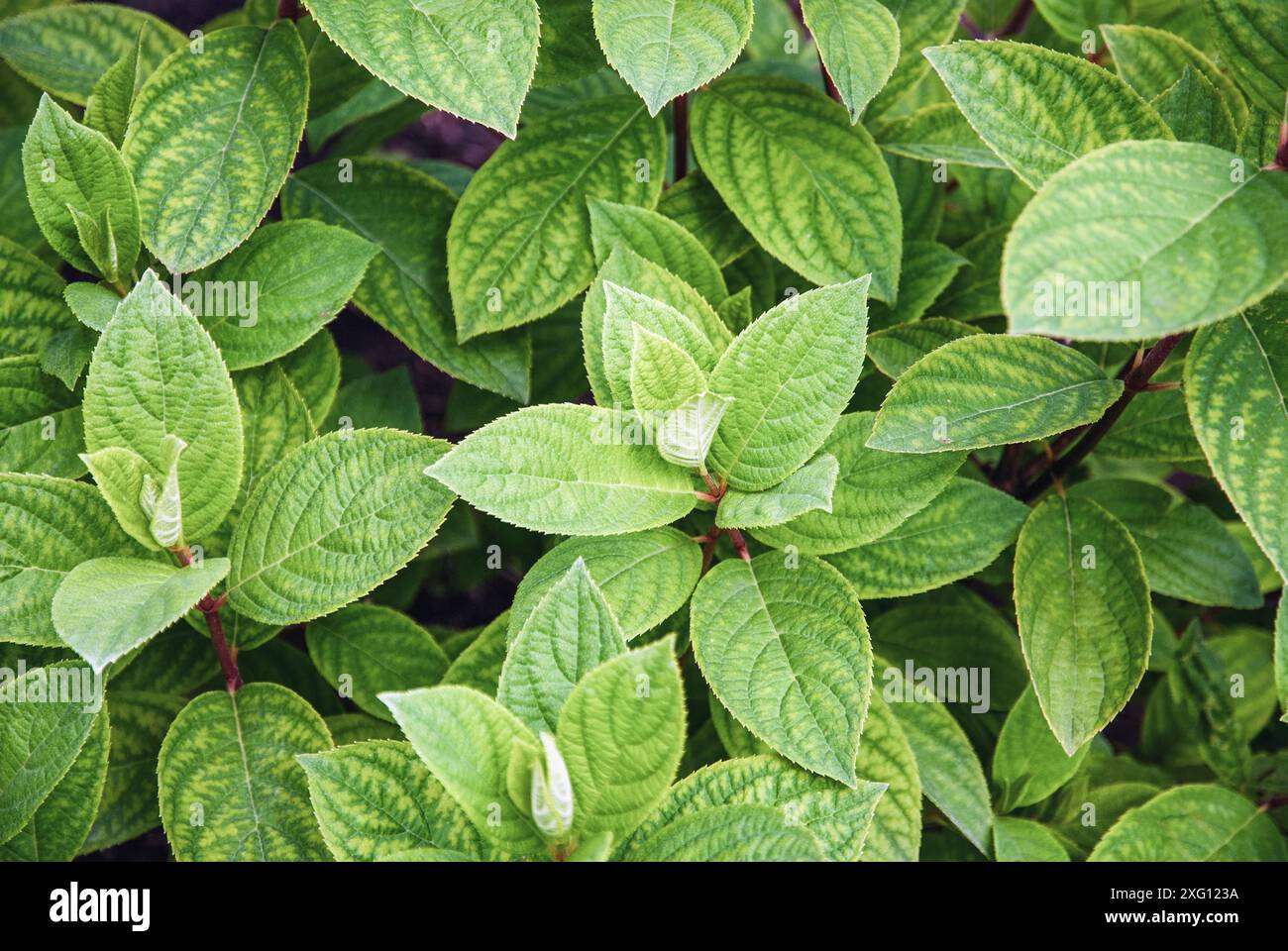 Hydrangea paniculata, Panicle hydrangea green leaves in spring, no ...