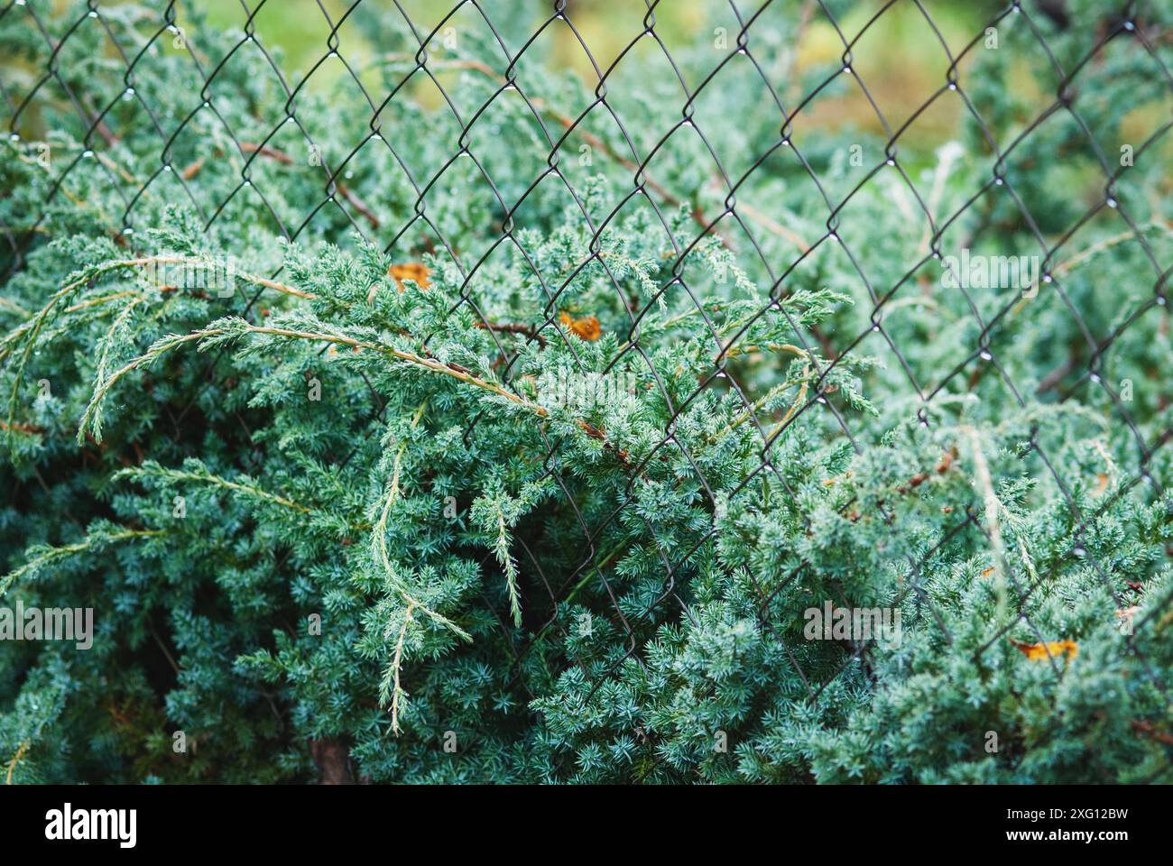 (Juniperus) squamata blue swede growing by net fence Stock Photo - Alamy