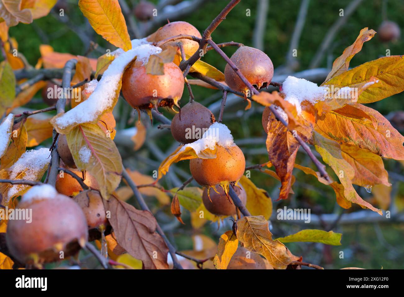 Medlar on tree with snow, many common medlar on tree with snow, autumn ...