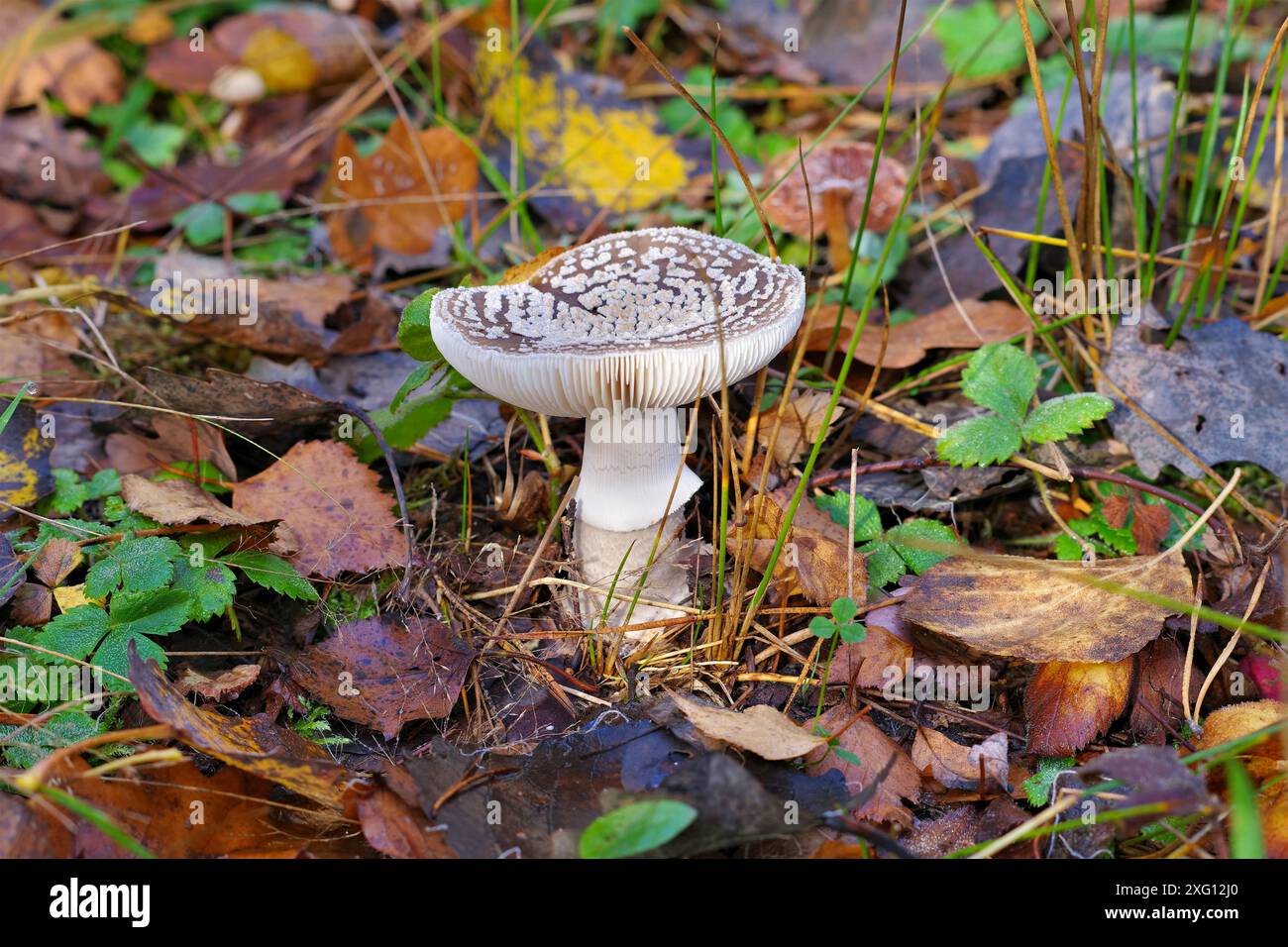 Grey spotted amanita fungus hi-res stock photography and images - Alamy