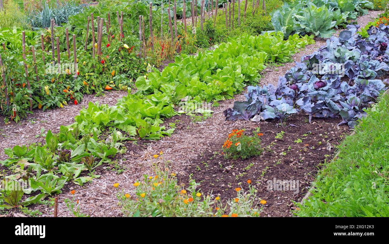 A typical farmers garden with lots of fresh vegetables, a typical ...