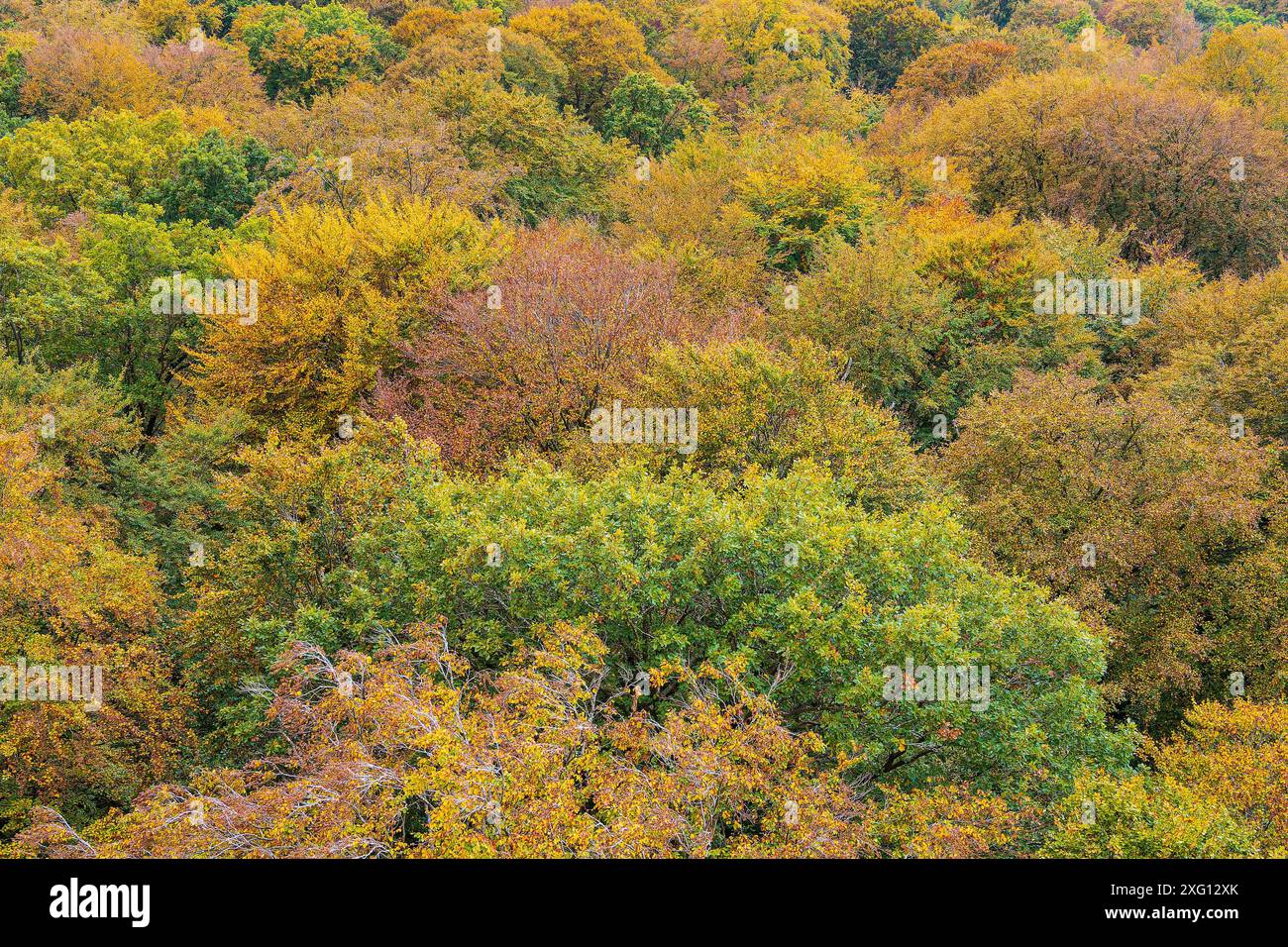 Autumnal forests on the island of Ruegen Stock Photo - Alamy