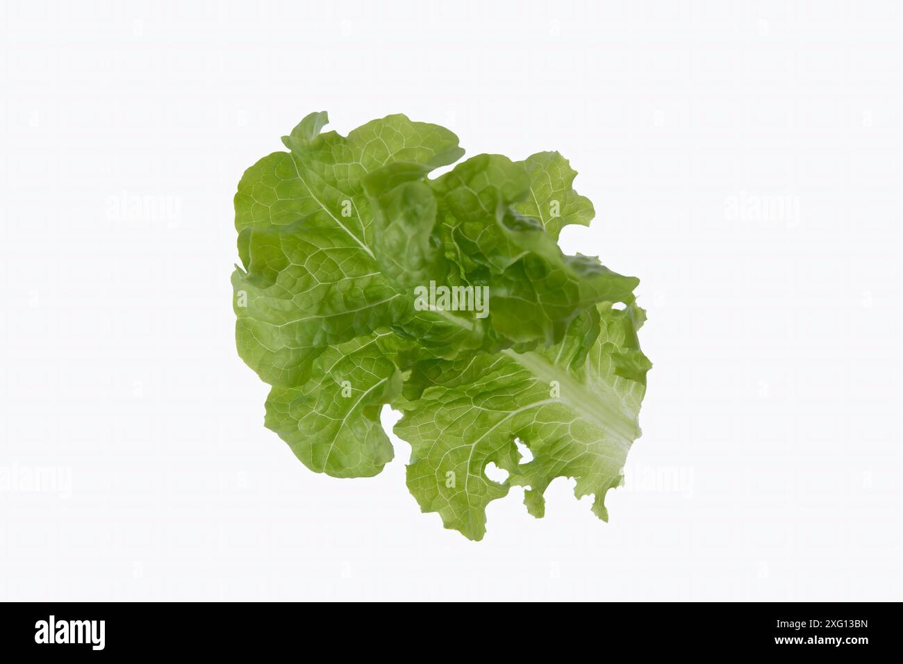 Single lettuce leaf on white background Stock Photo - Alamy