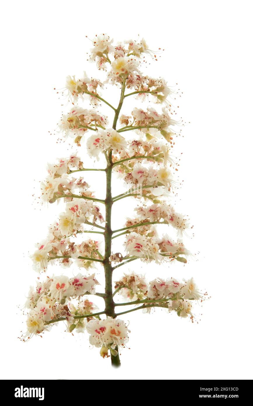 Flowering chestnut tree Cut Out Stock Images & Pictures - Alamy