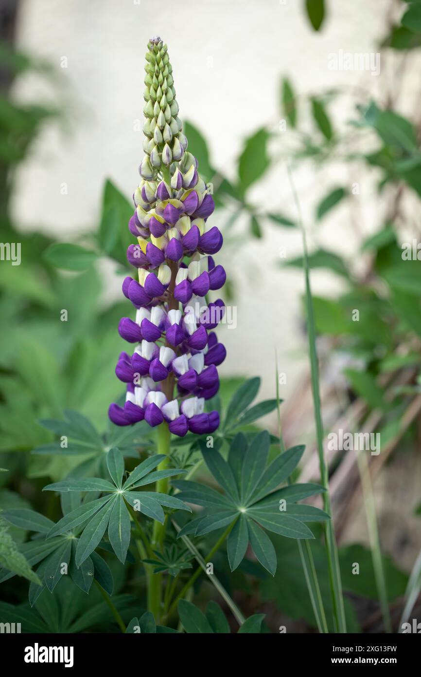 Blooming Lupinus plant in a garden Stock Photo - Alamy