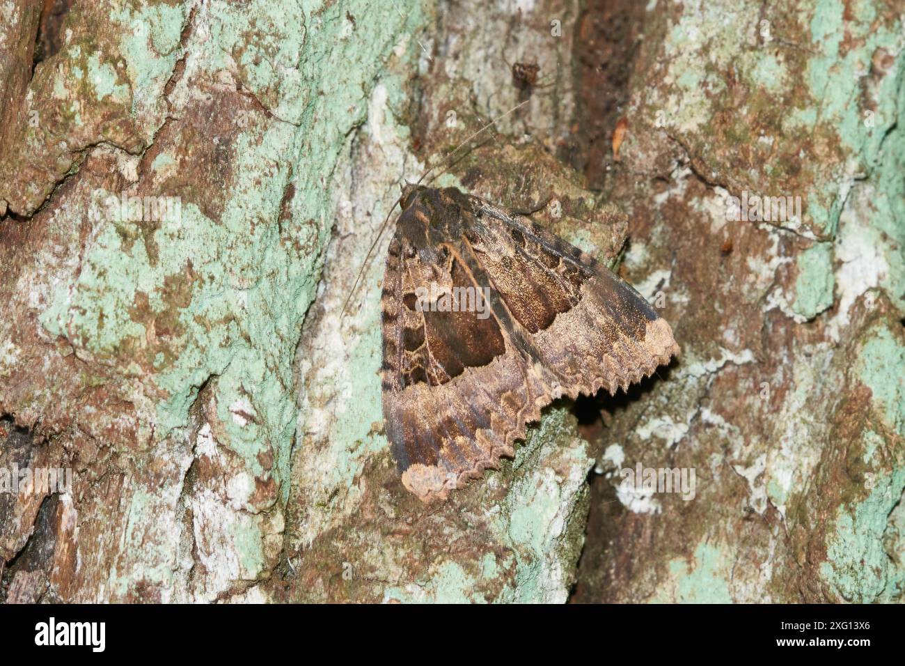 Black ribbon (Mormo maura, Mania maura) on a tree .Mormo maura, the old ...