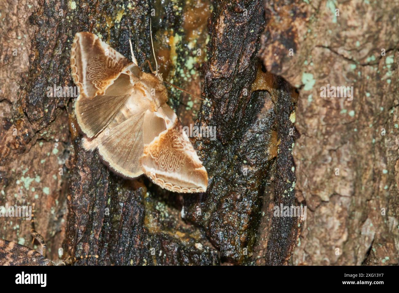 Agate owl moth (Habrosyne pyritoides) on a tree. Buff arches (Habrosyne ...
