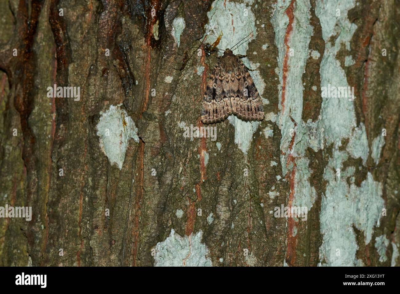 Pyramideneule (Amphipyra pyramidea) in Sachsen. Copper underwing ...