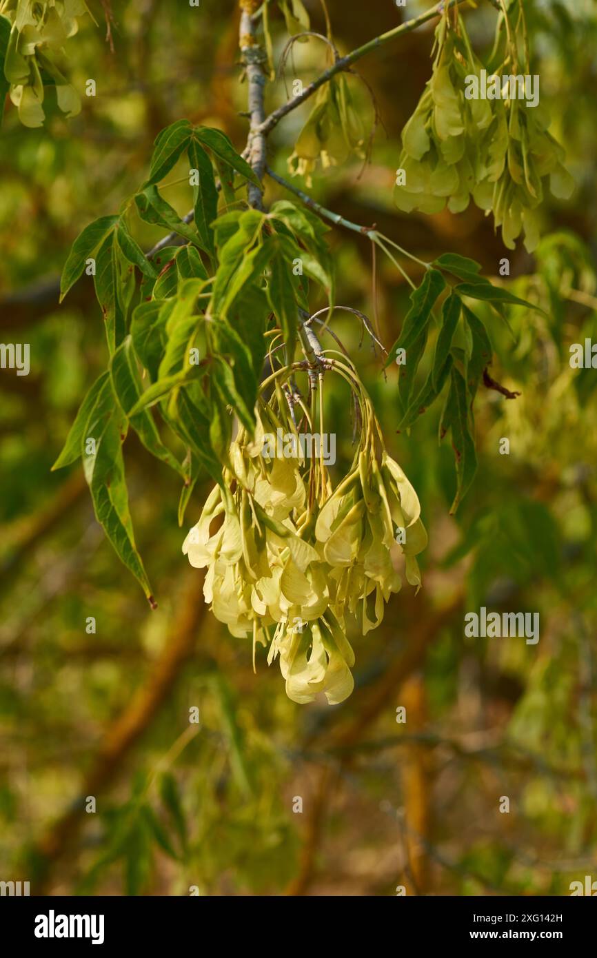 Box elder, boxelder maple, Manitoba maple (Acer negundo) . Eschen-Ahorn ...