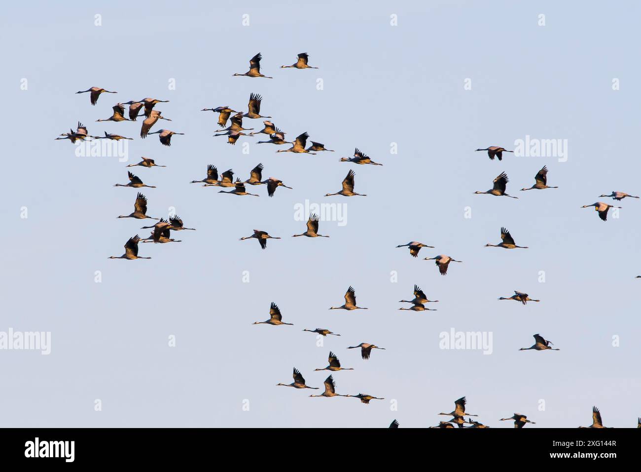 Crane migration hi-res stock photography and images - Alamy