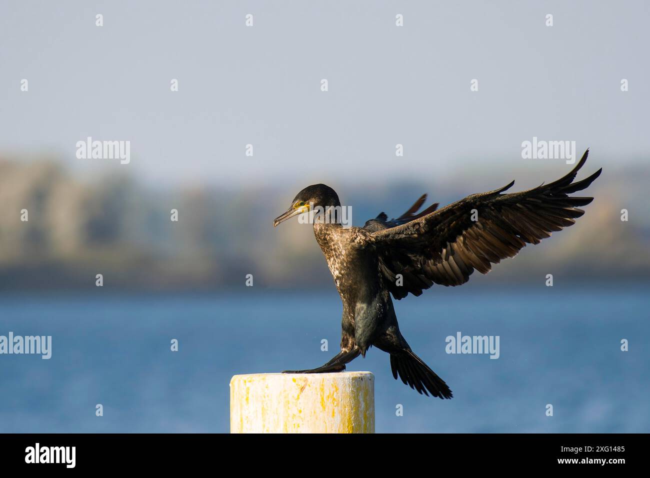 Great cormorant landing hi-res stock photography and images - Alamy
