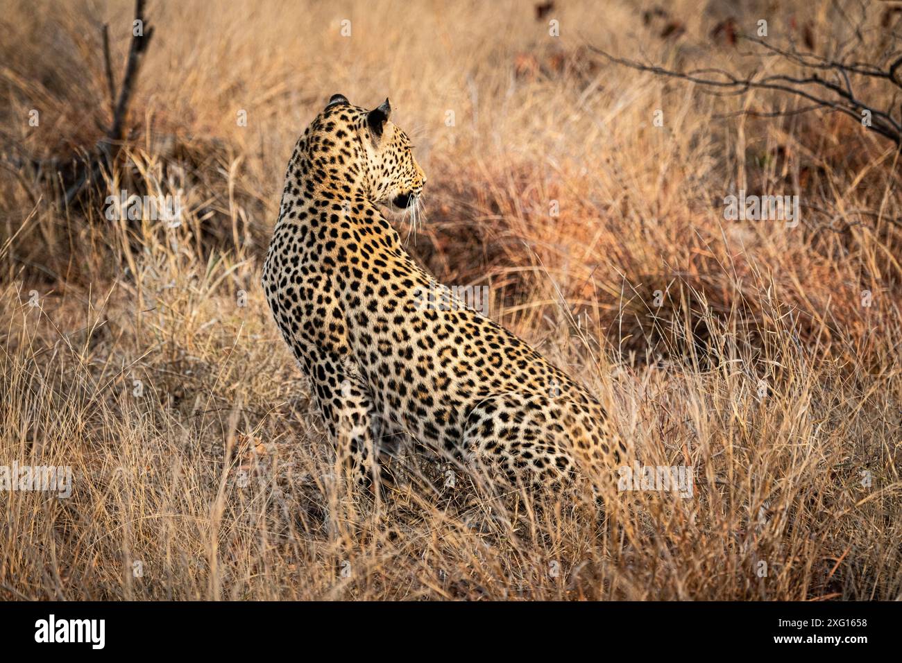 Young male African Leopard (Panthera Pardus) at Kruger National Park ...