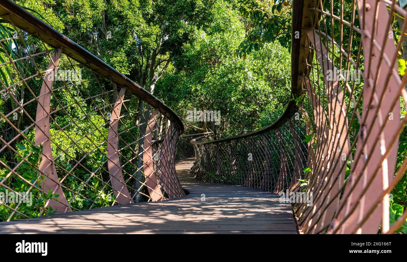 Kirstenbosch Botanical Garden Tree Canopy Walkway (Cape Town, South ...