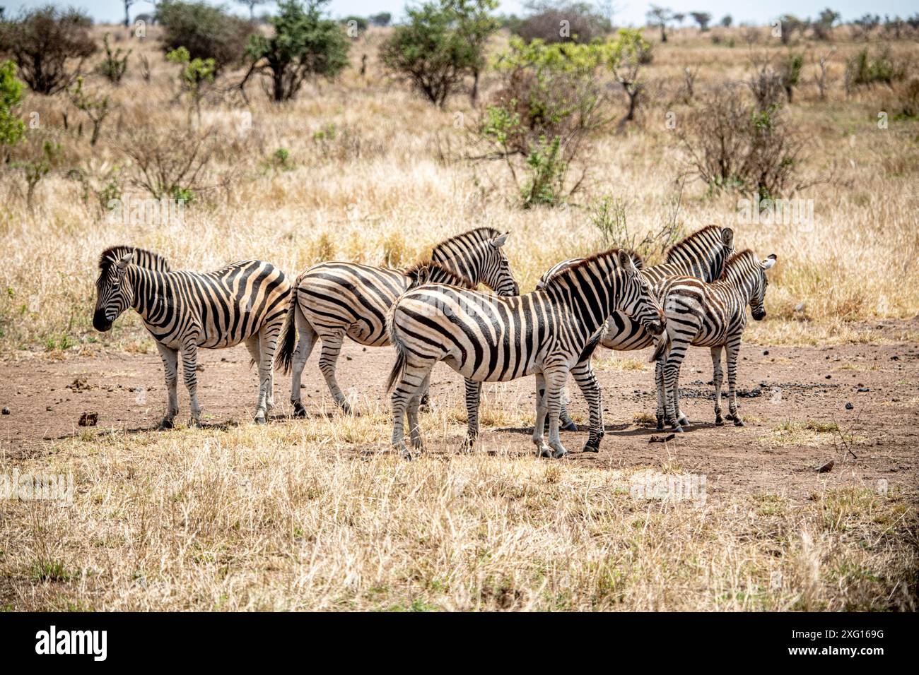 Group zebras in south africa hi-res stock photography and images - Alamy
