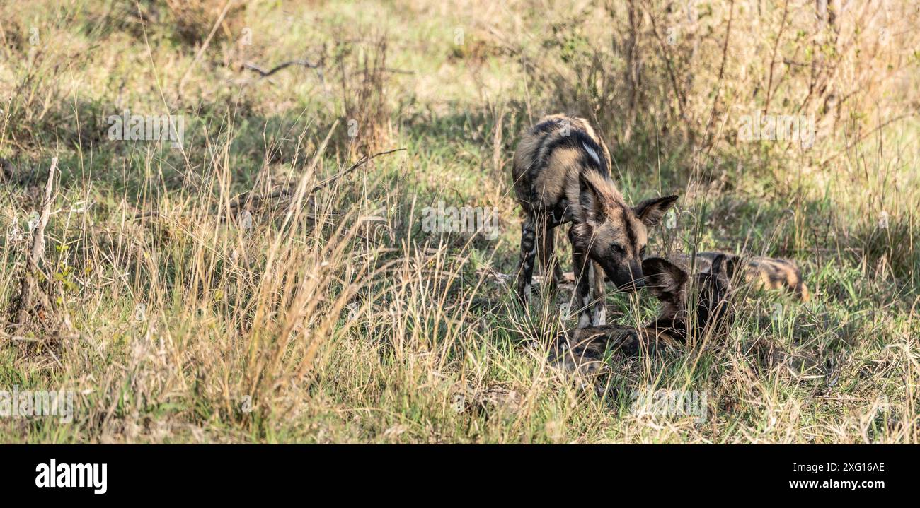 African Wild Dogs (Lycaon Pictus) in Kruger National Park, South Africa ...