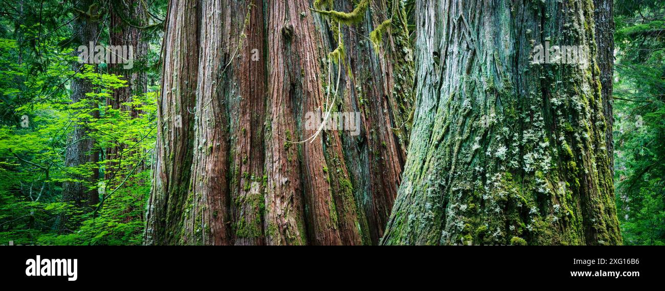 Large douglas fir and western redcedar tree trunks in old-growth forest ...