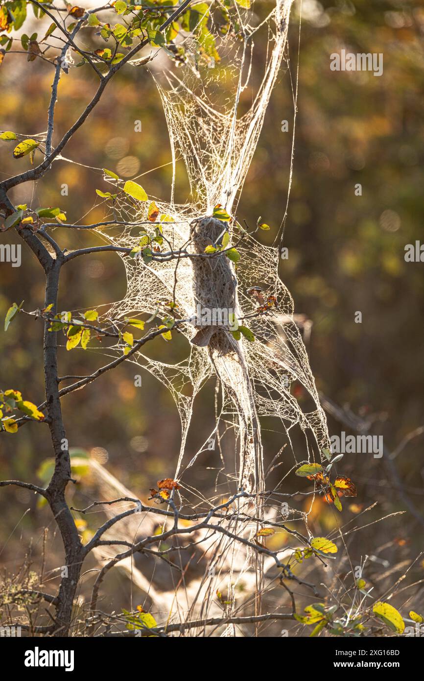 African Social Spider nest (Stegodyphus Dumicola) in the morning sun at ...