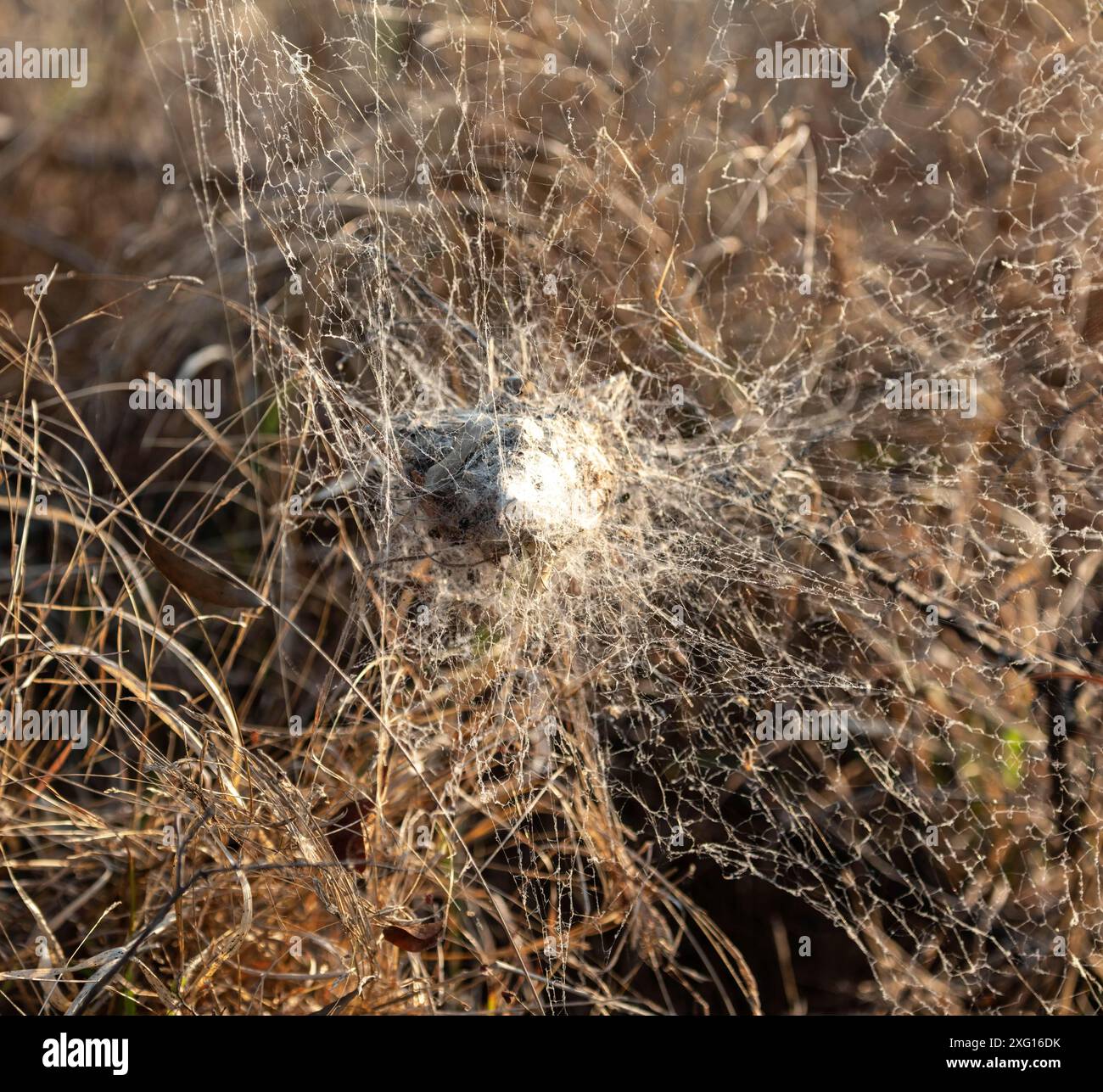 African Social Spider nest (Stegodyphus Dumicola) in the morning sun at ...