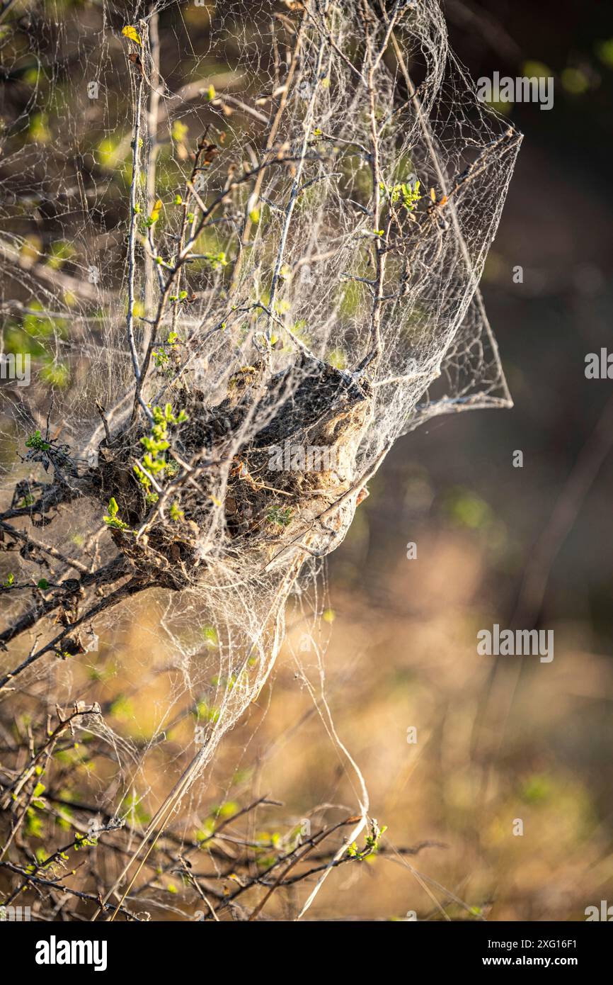 African Social Spider nest (Stegodyphus Dumicola) in the morning sun at ...
