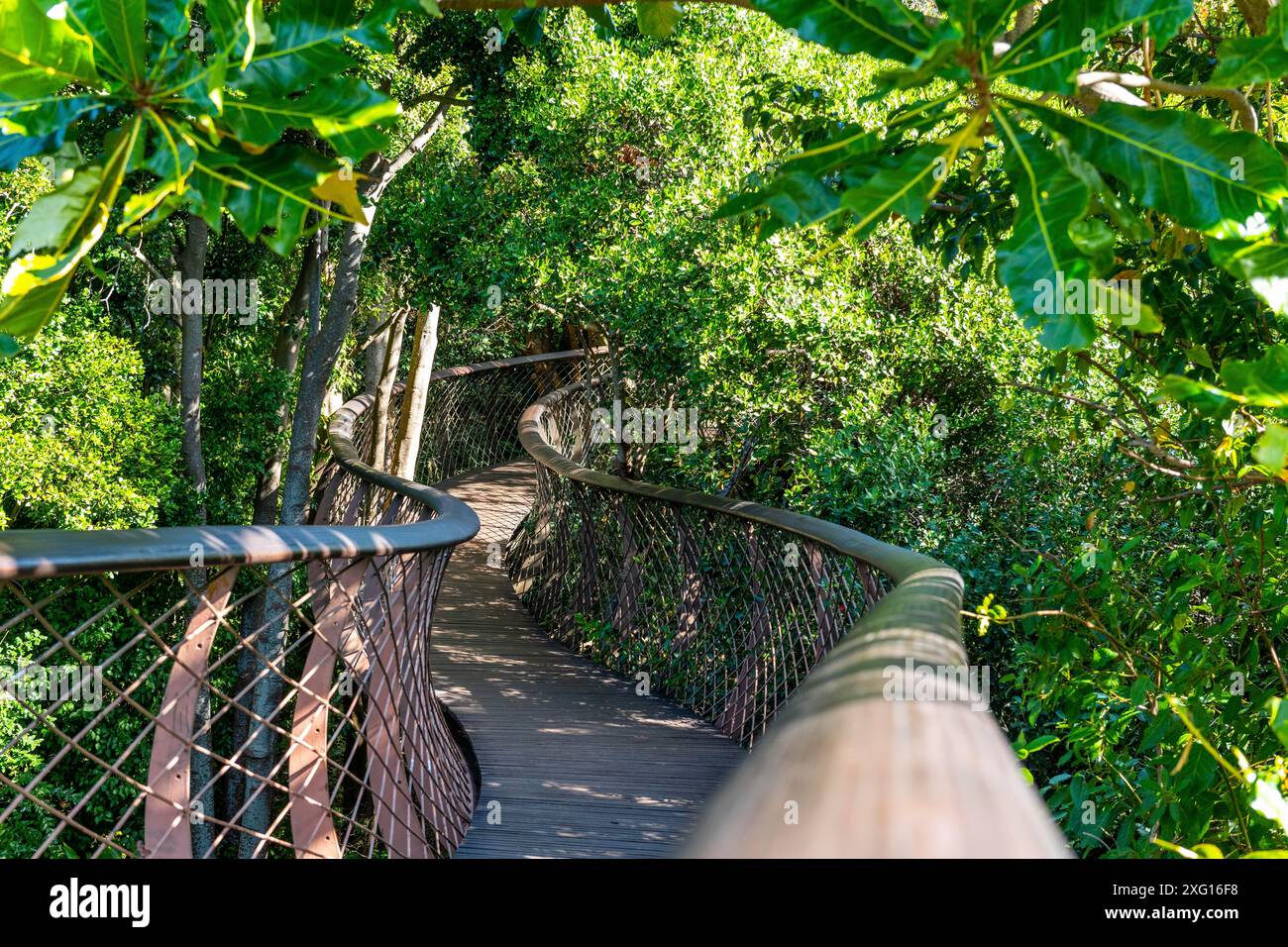 Kirstenbosch Botanical Garden Tree Canopy Walkway (Cape Town, South ...