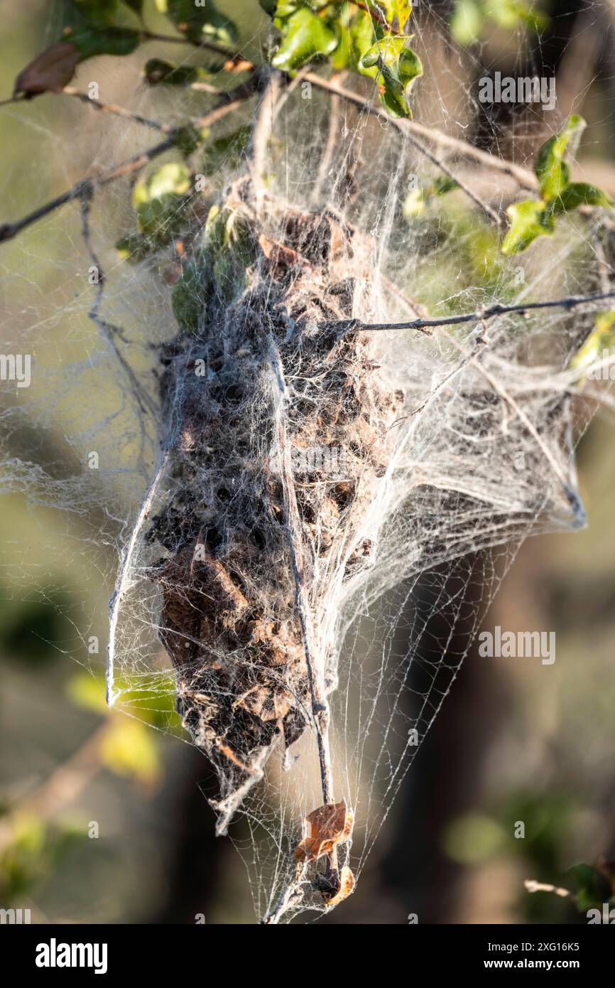 African Social Spider nest (Stegodyphus Dumicola) in Kruger National ...