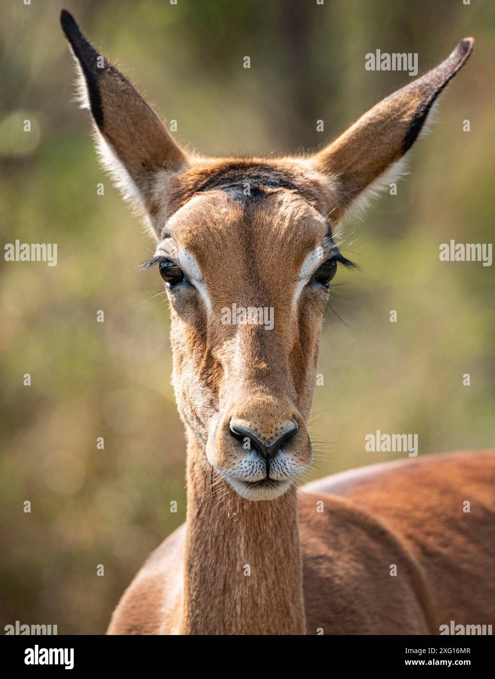 Female Impala (Aepyceros Melampus) portrait in Kruger National Park ...