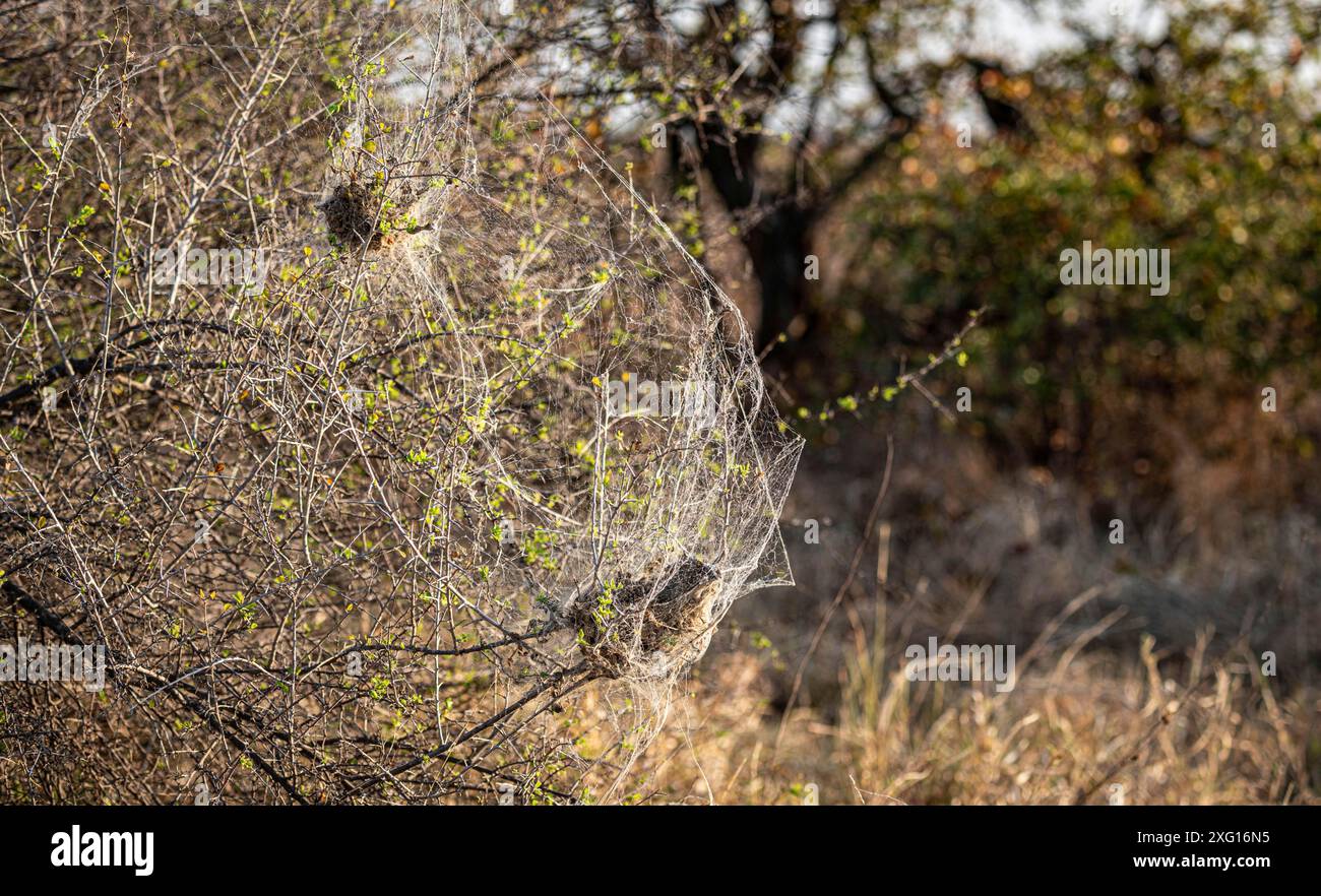 African Social Spider nest (Stegodyphus Dumicola) in the morning sun at ...
